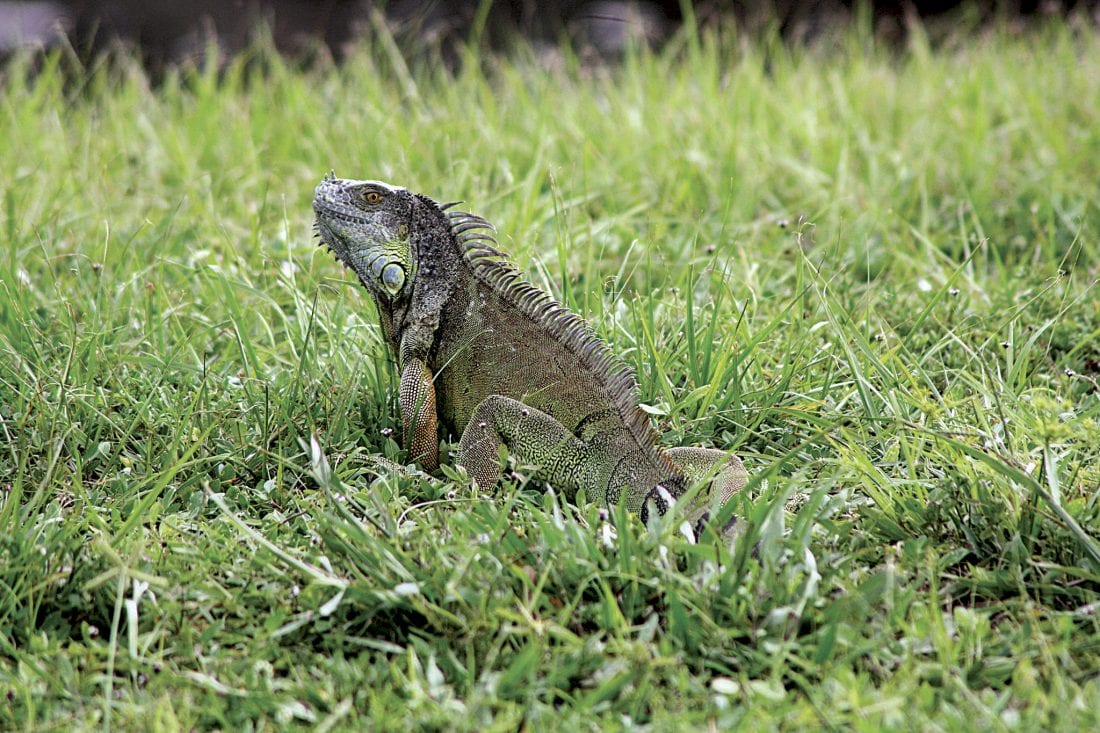 FWC OKs draft rules for invasive reptiles including pythons, tegus and ...